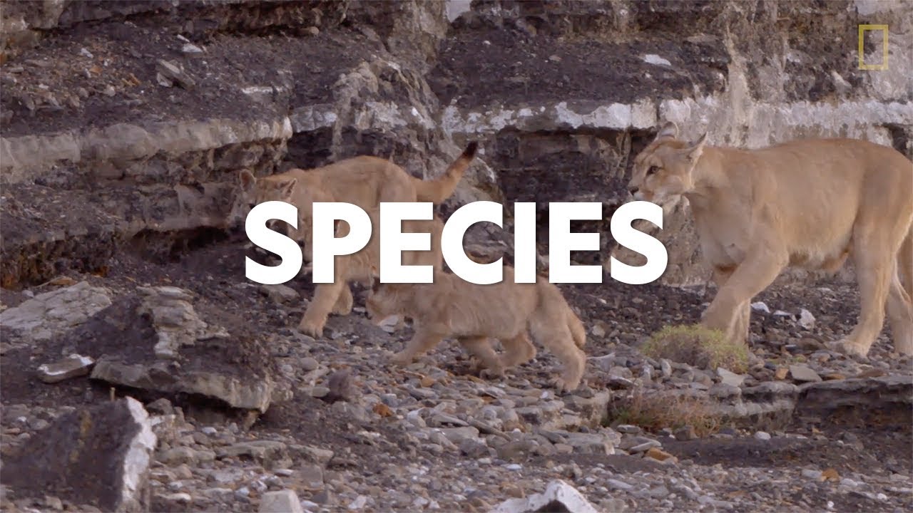 Definitions in the Field: Species