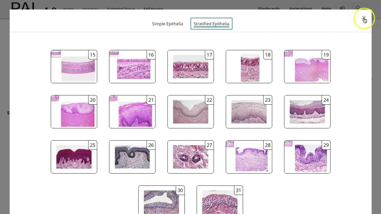 How to use Practice Anatomy Lab in the Study Area
