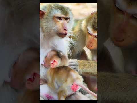 #monkey #monkeyvideo #monkeyvideo