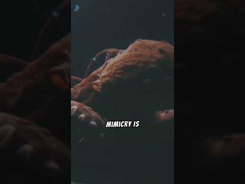 The Mimicry of Mimic Octopuses!