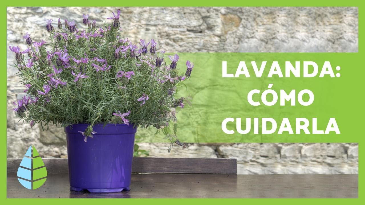 Potted LAVENDER CARE💜 Watering, fertilizing, pruning, and MORE!