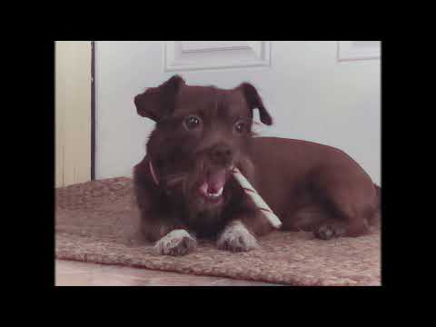 Bjork -human behavior (unofficial music video)