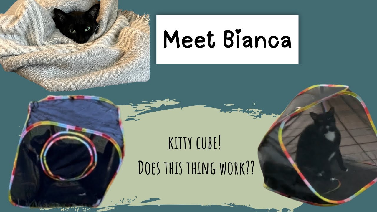 Meet our new kitty. A look at the cat cube. Does it really work? 