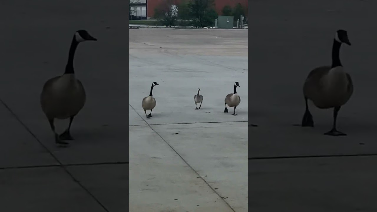 Watch the baby run #gosling #Goose #WildlifePhotography