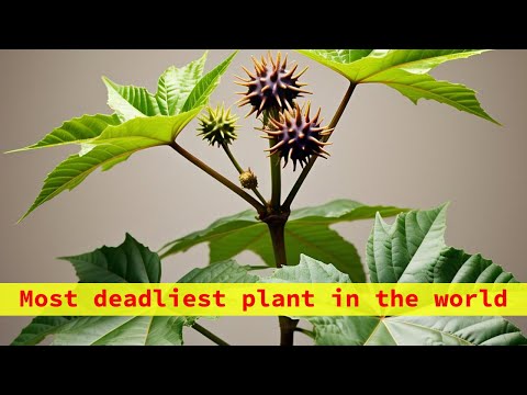 what is the most poisonous plant in the world