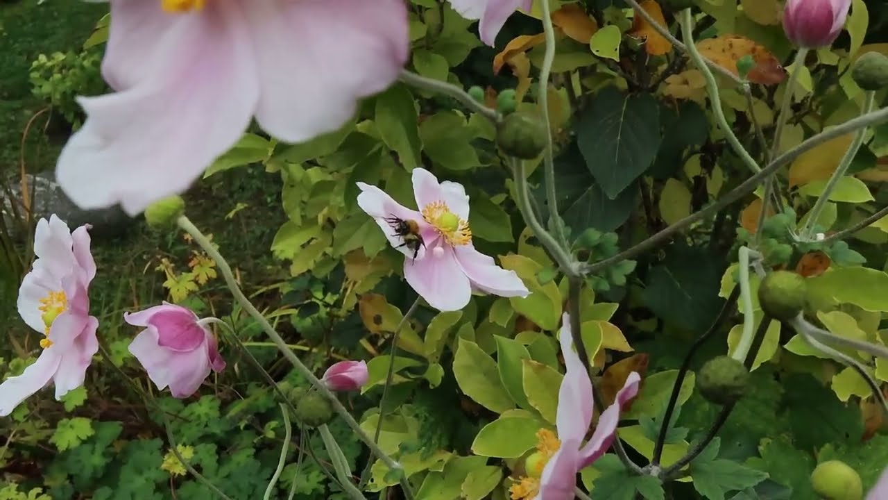 Ikebana Diary I - Autumn with Ruriko Kojima