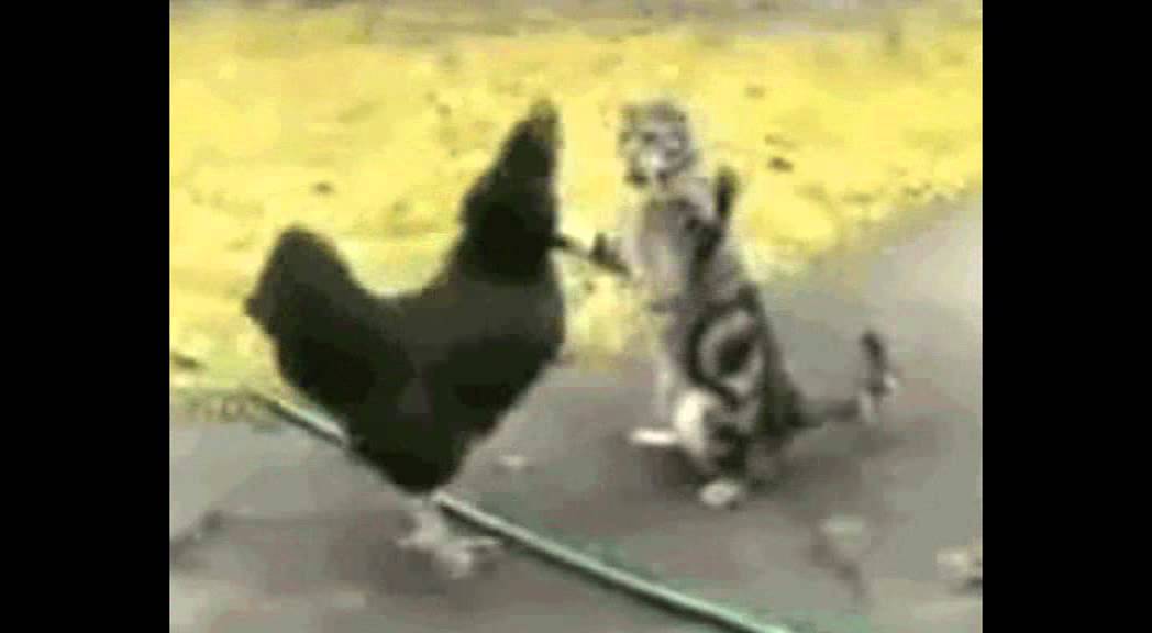 Pussy taking a pounding from cock (funny video)
