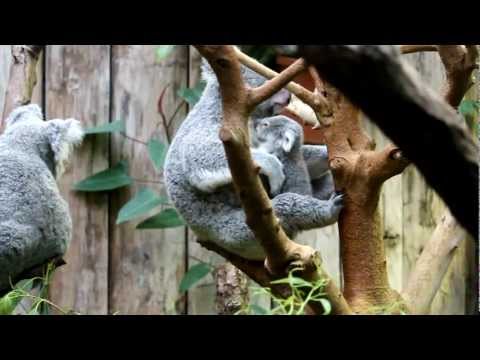 Baby koala sneezes - Duisburg Zoo - HD