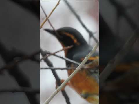 Finding a RARE Varied Thrush! #birds #birdnerd #birding #wildlife #birdingadventures #nature