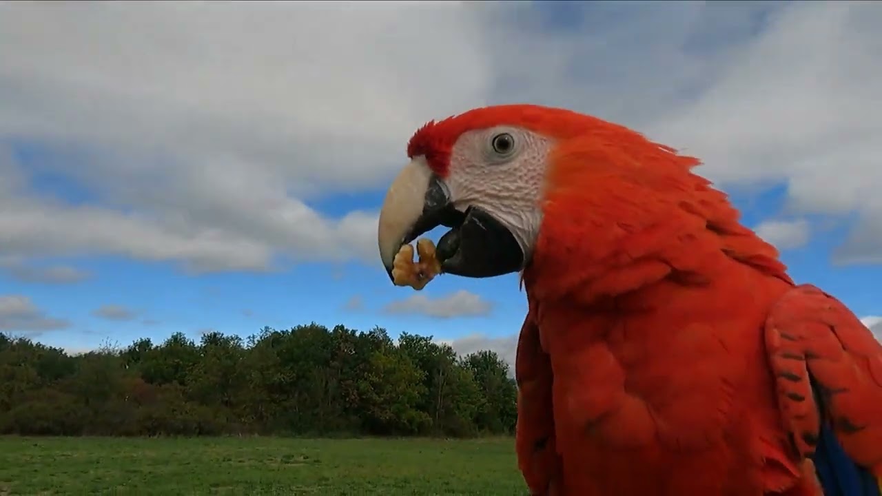 vol libre perroquets #parrots #macaw#araararauna#aramacao