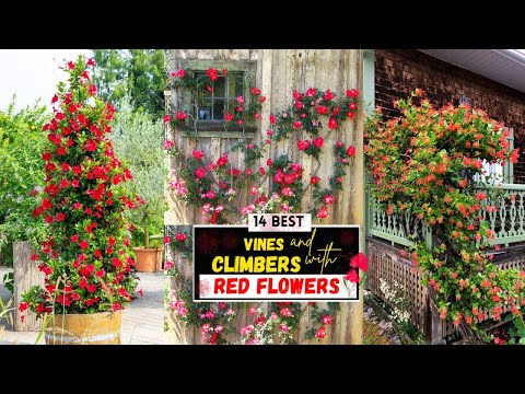 14 Best Vines and Climbers with Red Flowers | Climbing Plants