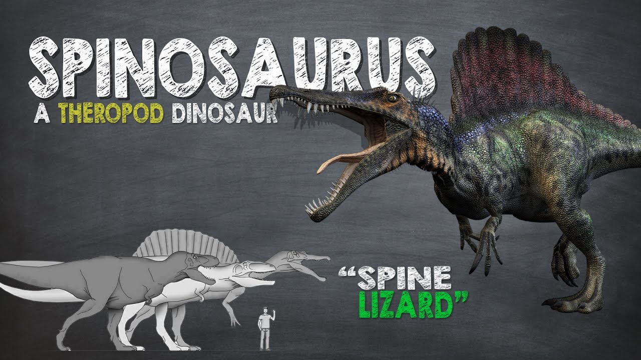 Spinosaurus Facts! A Dinosaur Facts video about Spinosaurus, the largest known carnivorous dinosaur