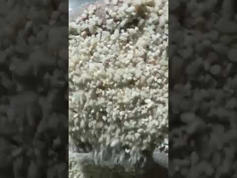 Basmati Rice - Basmati Rice1509 Trader - Retailer from Chakradharpur