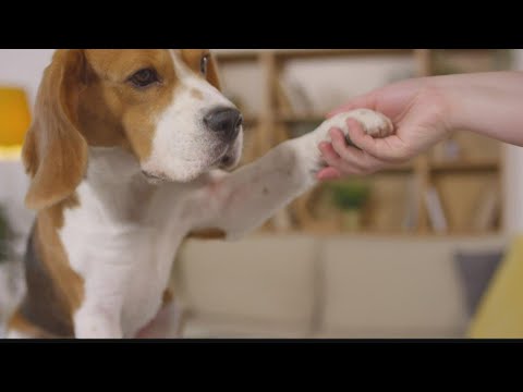 Monkeypox and dogs: Jacksonville vet says know what to do if you get the virus