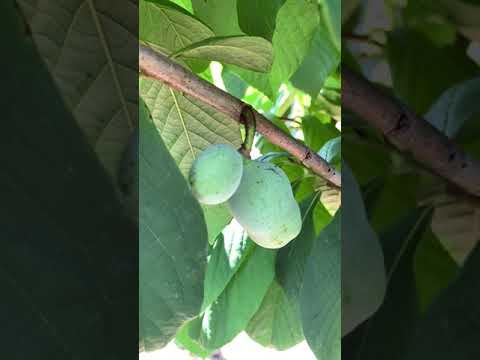 How to Grow Pawpaws