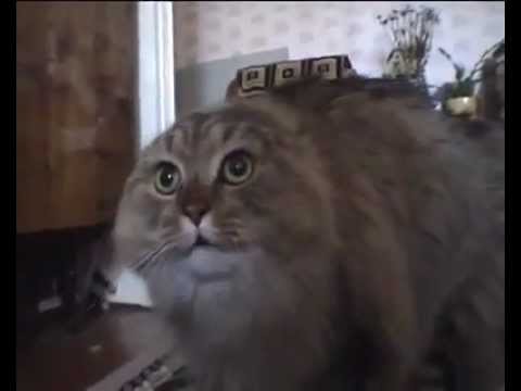 NOM NOM NOM CAT
