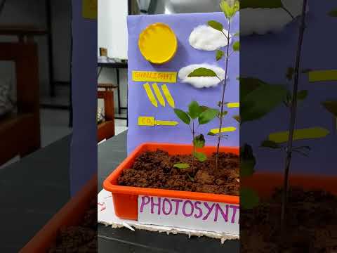 Photosynthesis Model for class 7th Science #shorts #science #Mr Parth Yt