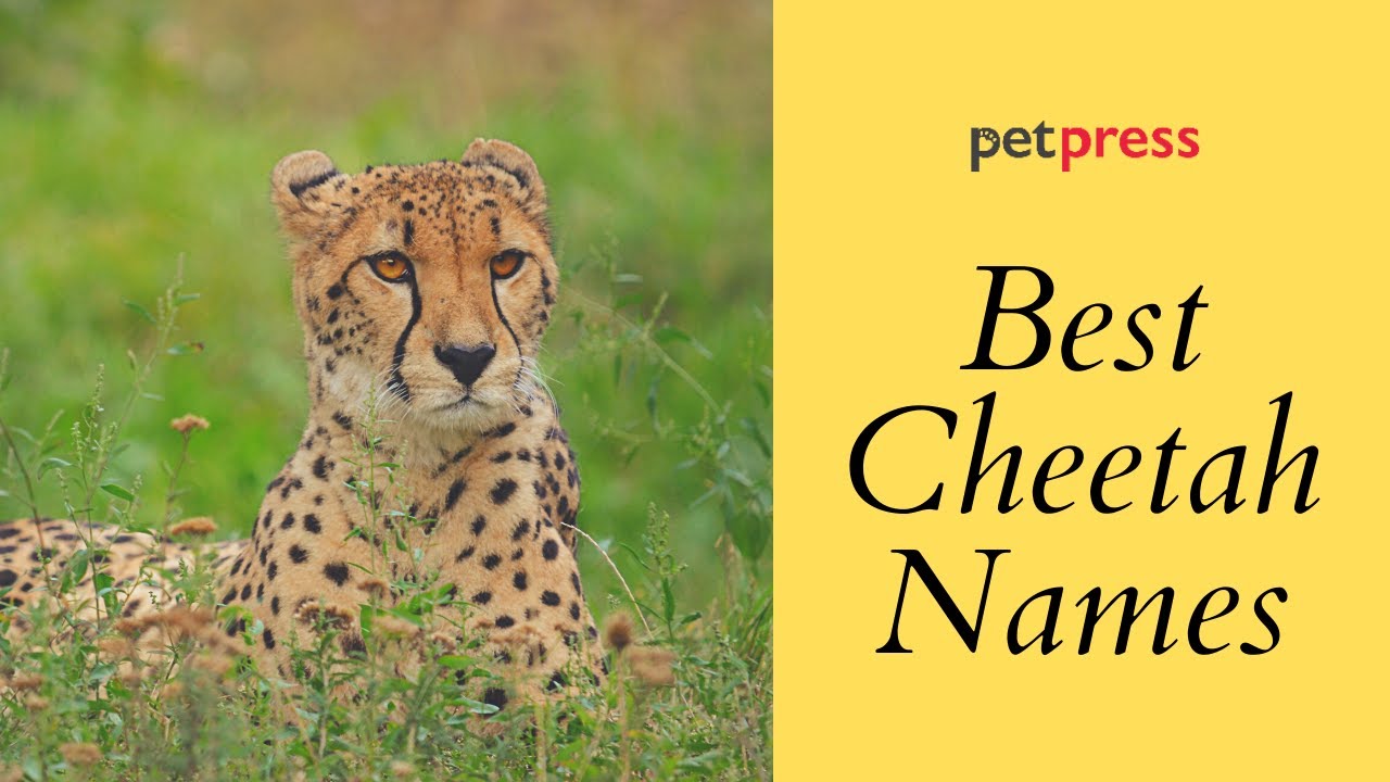 Best Cheetah Names - Top And Popular Cheetah Name Ideas