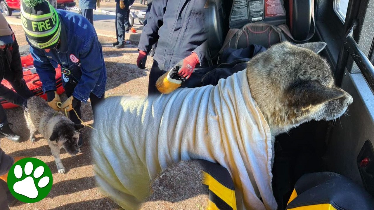 Dog trapped in icy water saved by firefighters 🙏