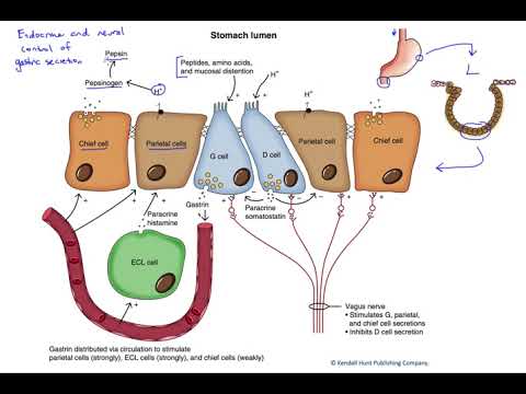 Control of gastric secretion