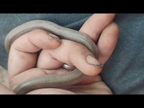 Smooth Earth Snake π π!!!