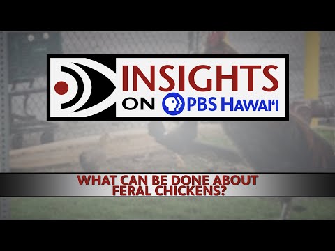 What Can Be Done About Feral Chickens? | INSIGHTS ON PBS HAWAIʻI