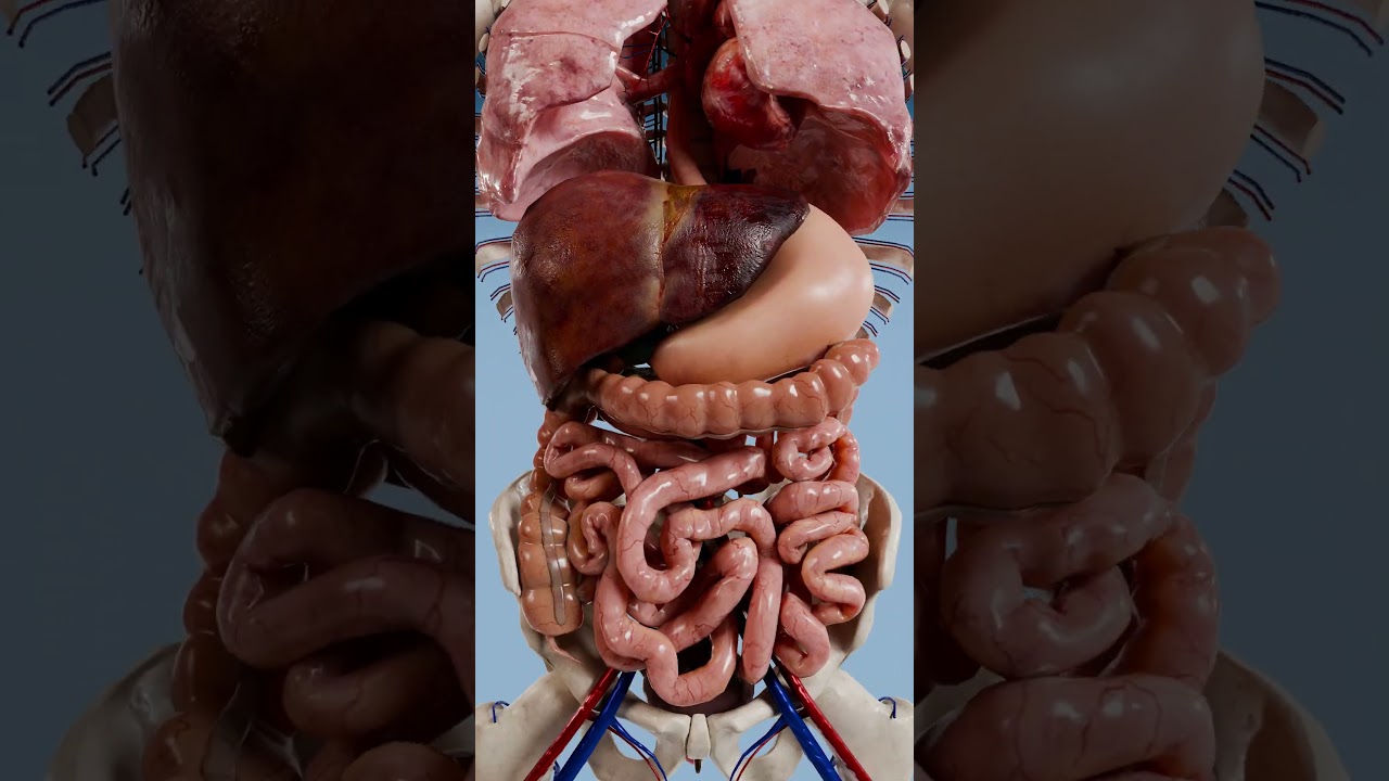 Human Anatomy