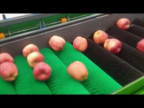 Fruit Grading Machine - Lemon Grading Machine Latest Price ...