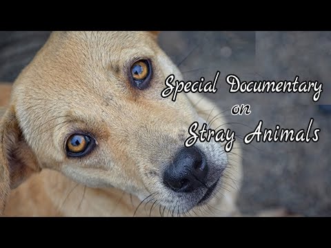Documentary: STRAY ANIMALS 🐈🦮 #animalslivesmatter #animallover #straycats #straydogs