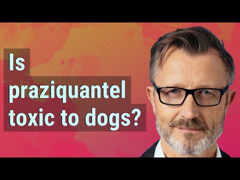 Is praziquantel toxic to dogs?
