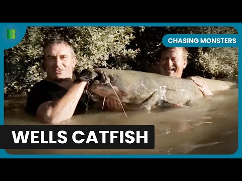 Giant Catfish in Urban Paris! - Chasing Monsters - Fishing Show