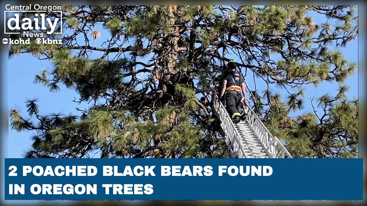 New details about 2 poached black bears found in Oregon trees