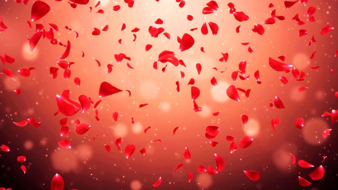 Falling Red Rose Petals 🌹 | Romantic Valentine Background Video | 4K UHD (No Sound)