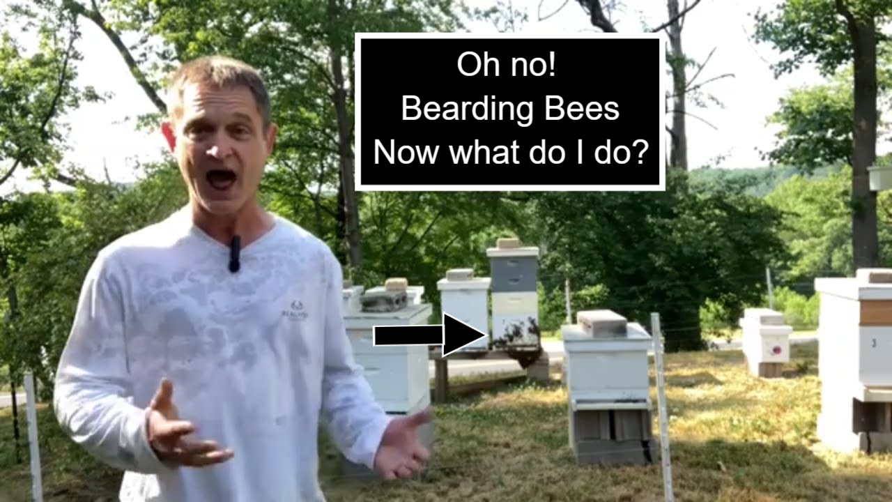 Oh No!! My honey bees are bearding. Now what do I do? #beekeeping #honeybee #bees