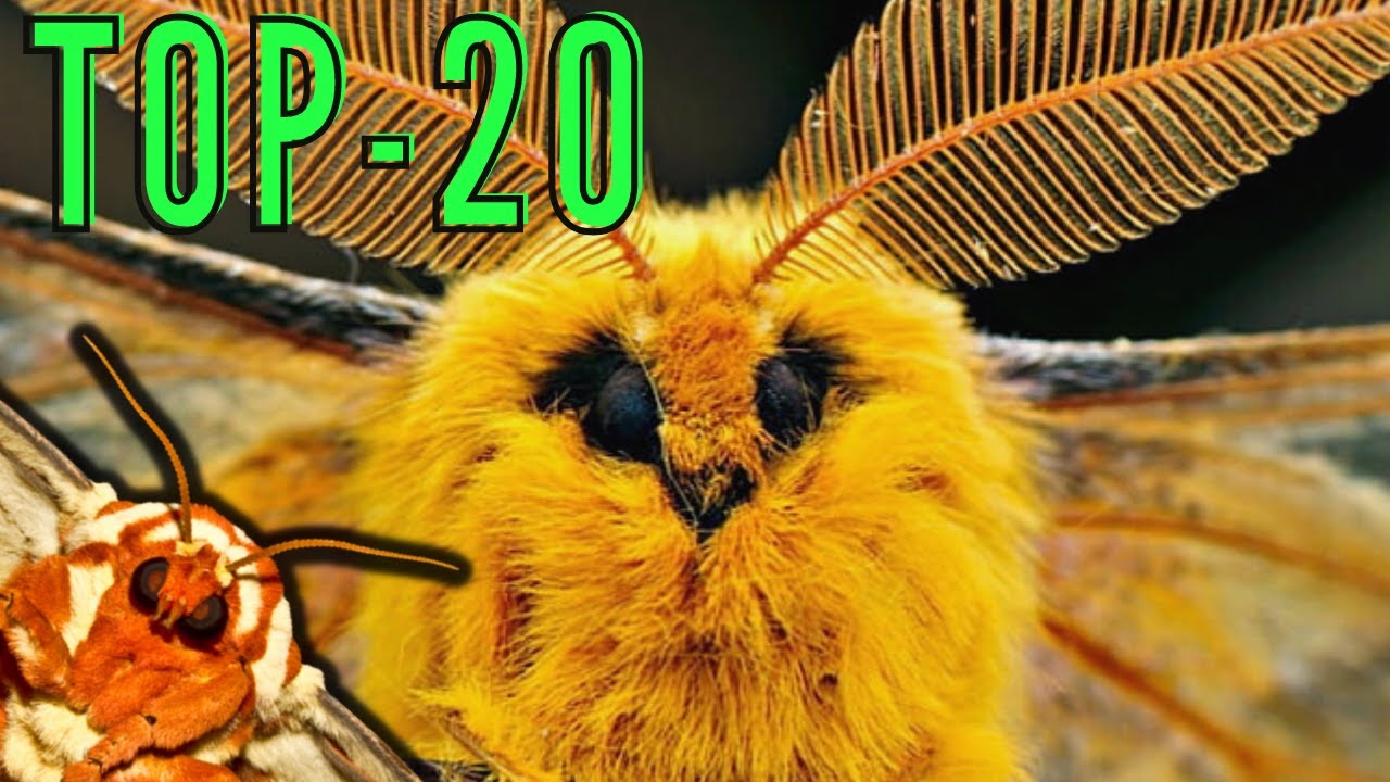 Top 20 MOTHS You MUST SEE!!