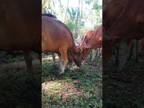 Ini sapi pejantan yang ada didalam kandang #sapi #peternakansapi #sapibali