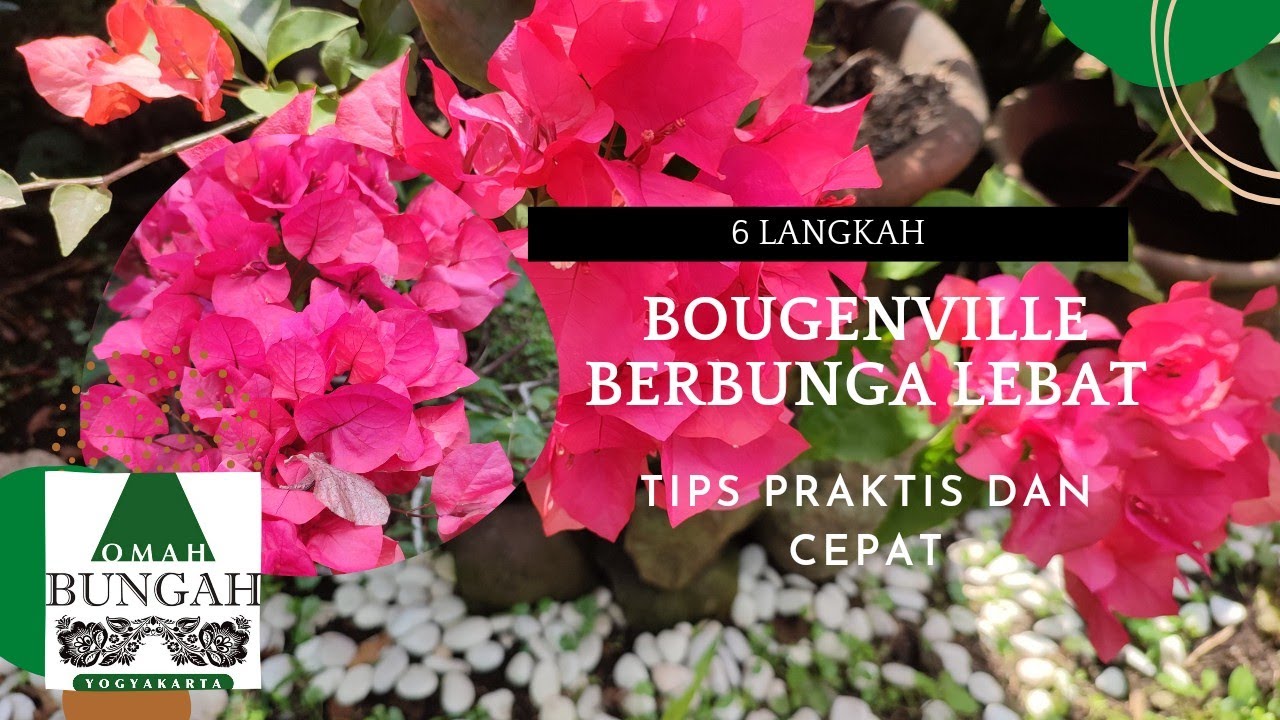 6 Langkah agar Bougenville Berbunga Lebat : Cara Praktis dan Cepat