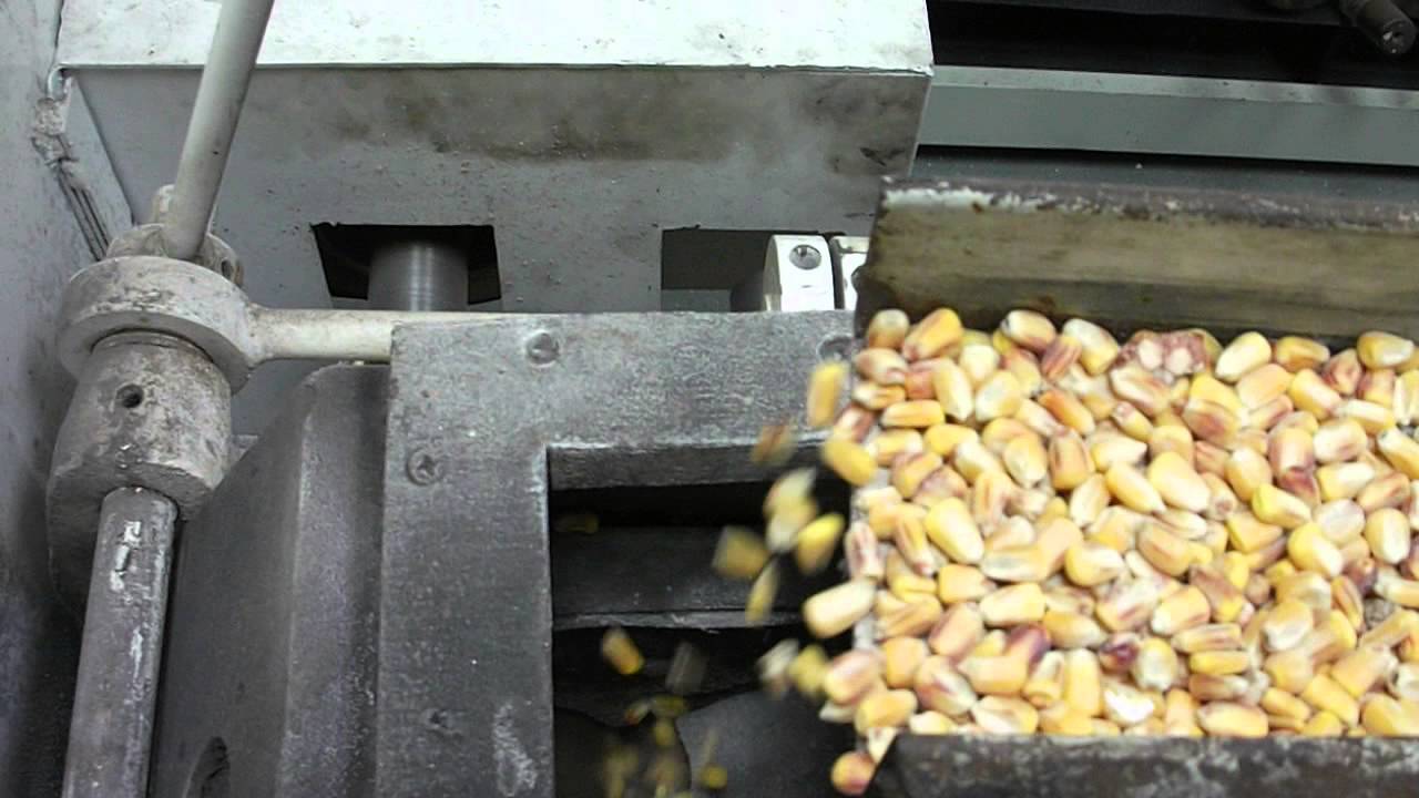 Cracked Corn From Roller Mill