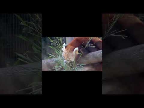 The Red Panda: A Delightful and Unique Species #shorts