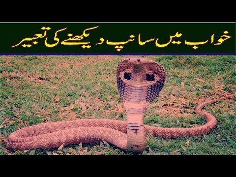 Snake in Dream Meaning and Interpretation Urdu Hindi