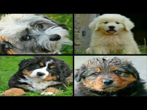 ✅🚧🐶4 BARRERAS DE PUERTA para tu perro🐕🔥
