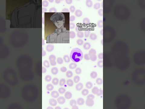 real life Cells At Work/Hataraku Saibo