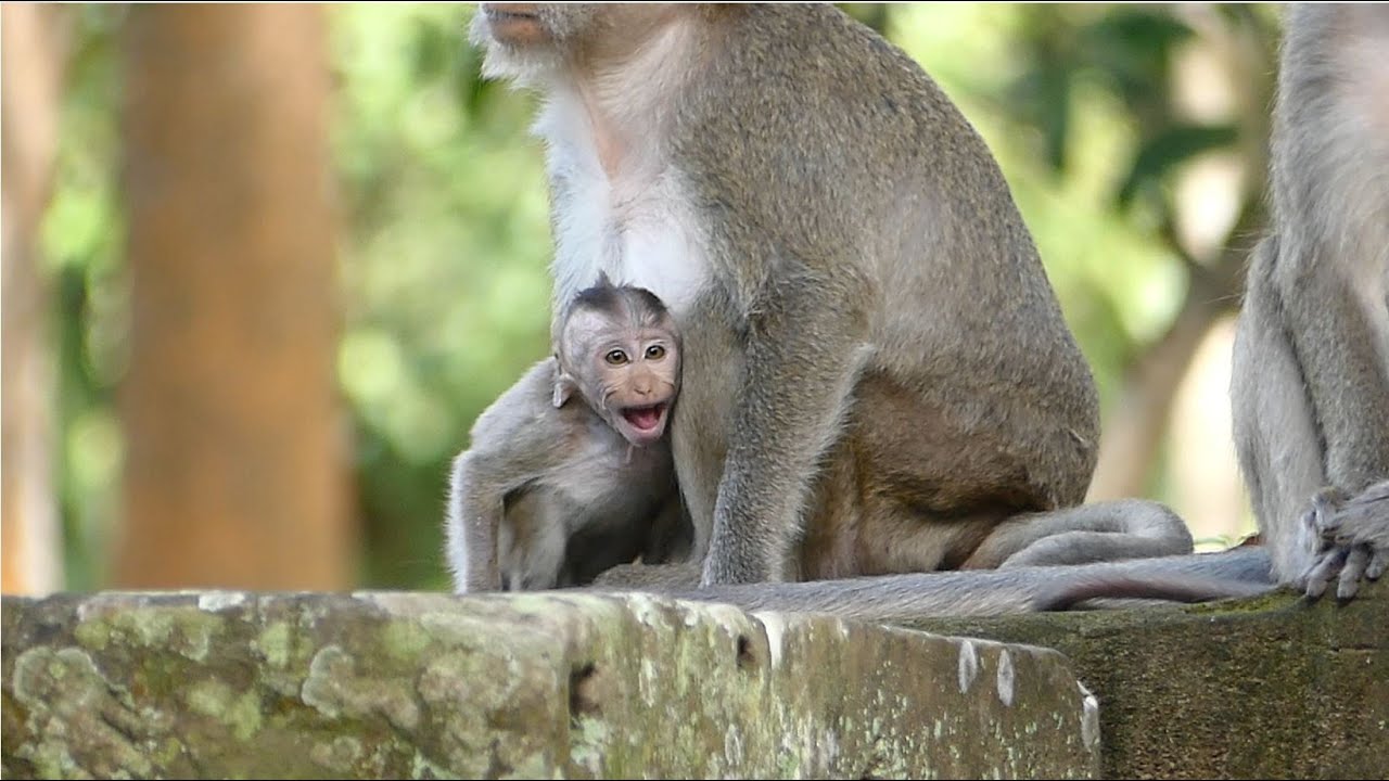 Queen Maria Discipline Baby Monkey Mariel Decrease Milk Time Not Allow More Than Before.