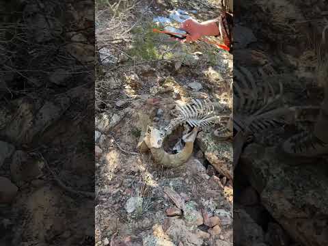 Bighorn Sheep Deadhead find of a lifetime #hunting #bighornsheep #mountain #viral #outdoors