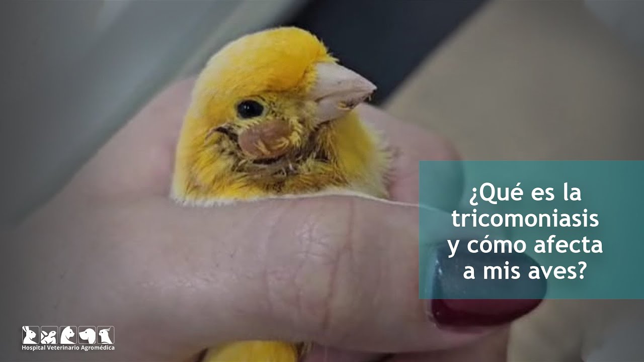 ¿Qué es la tricomoniasis y cómo afecta a mis aves?