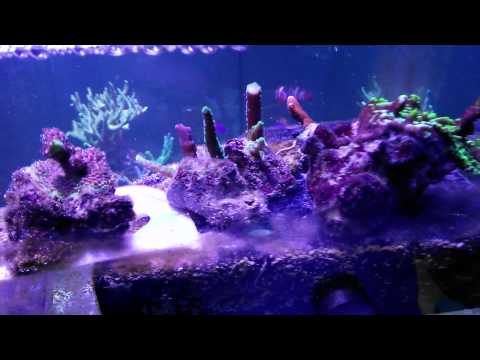 Spongodes sps f/s