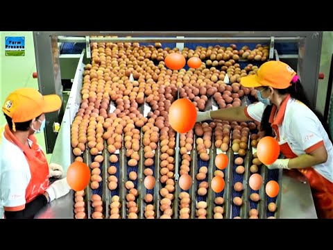 Amazing Modern Automatic Egg Processing Machines With Grading, Packing, Breaking And Separation.