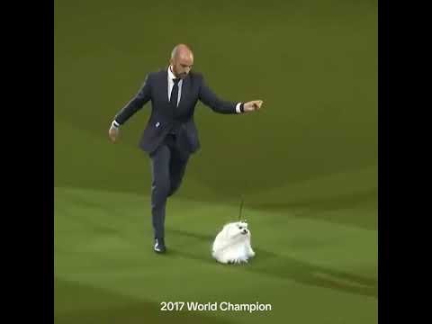 The 2017 World Champion Maltese. #maltese #dog #dogshow #foryou