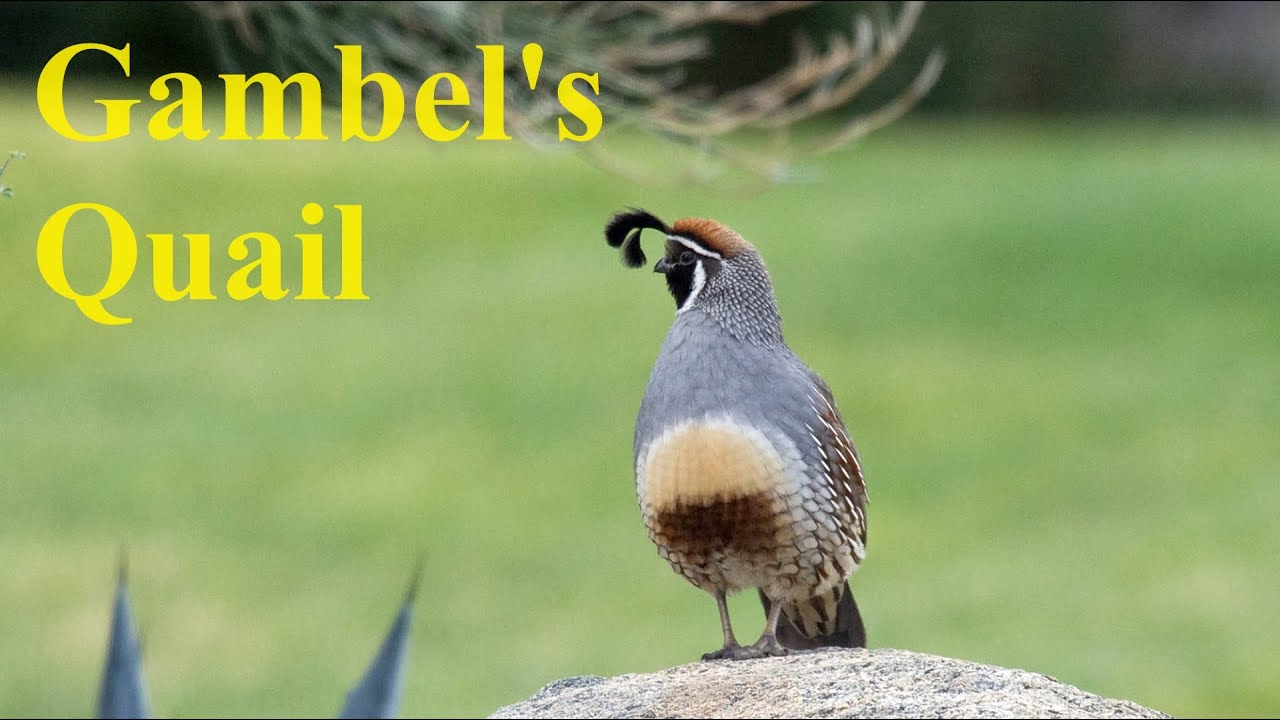At Your Feeder: Gambel's Quail