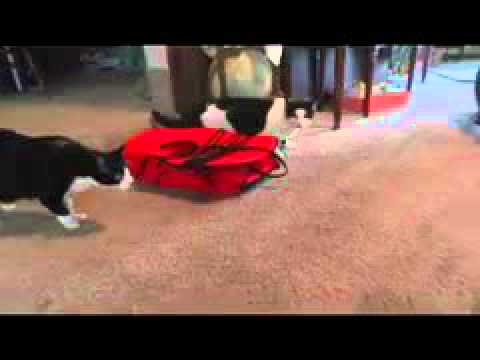 stuffed bobcat vs four kittens thumbnail